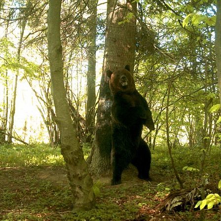 Bear biology, ecology and behavior – Carpathian Brown Bear Project