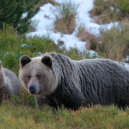 Bear biology, ecology and behavior – Carpathian Brown Bear Project