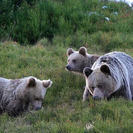 Bear biology, ecology and behavior – Carpathian Brown Bear Project