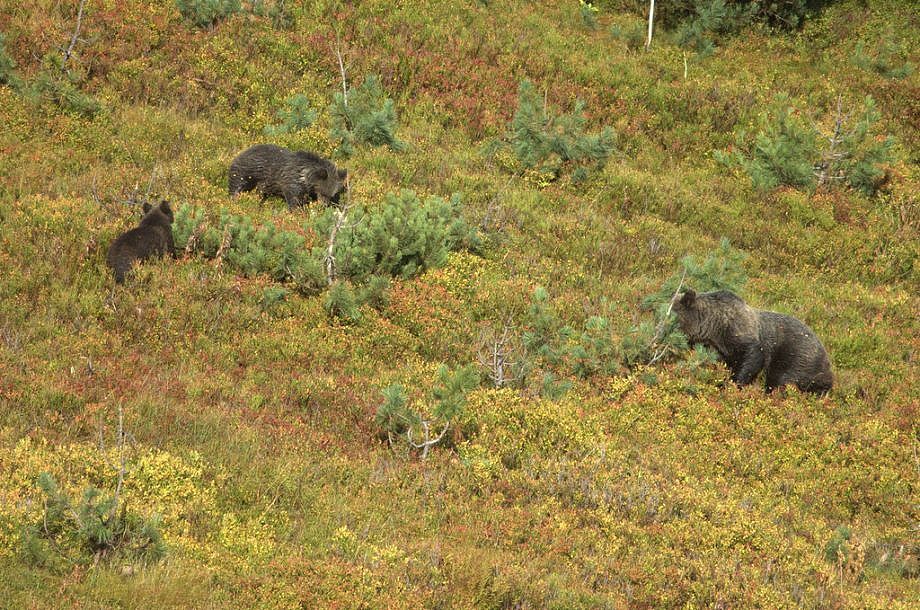 Bear biology, ecology and behavior – Carpathian Brown Bear Project