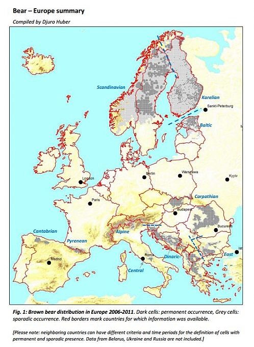 Bears in Europe and the world – Carpathian Brown Bear Project