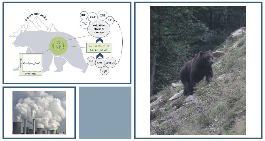 Carpathian Brown Bear Project